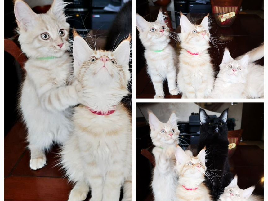 Котята мейн-кун 3 мес