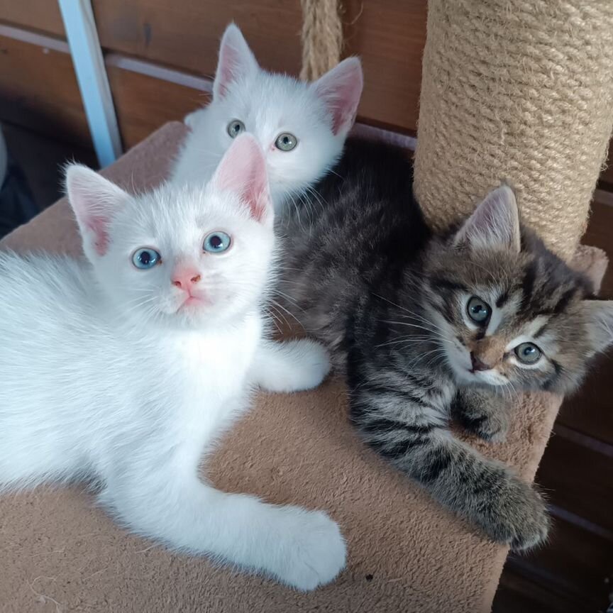 Котята в добрые руки