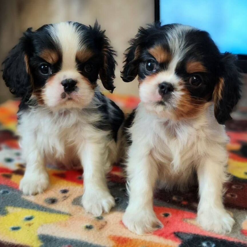 Кавалер кинг-чарльз-спаниель, щенок