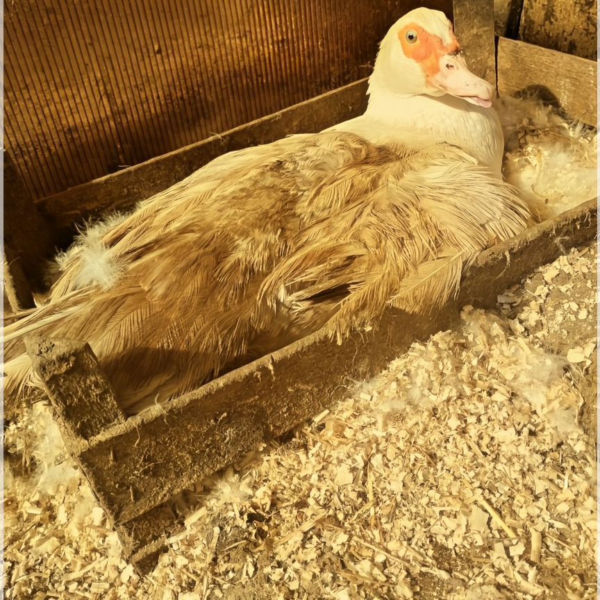 Индоутка мускусная утка