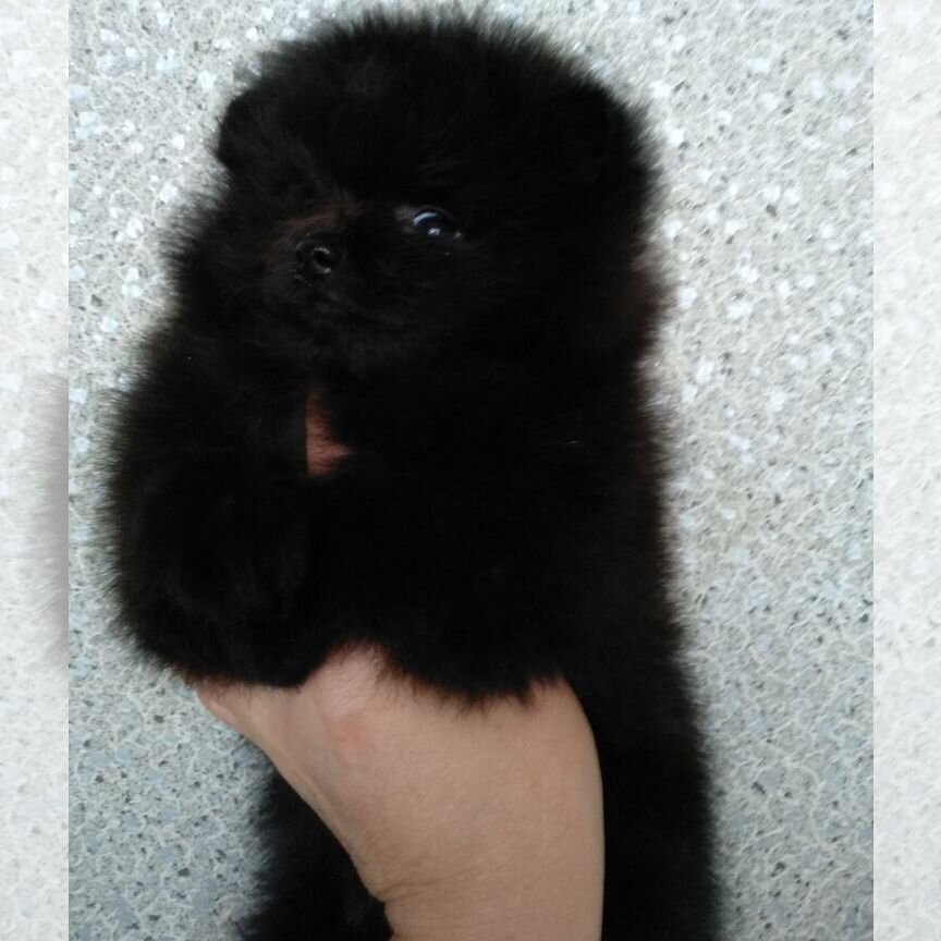 Померанский шпиц, щенок
