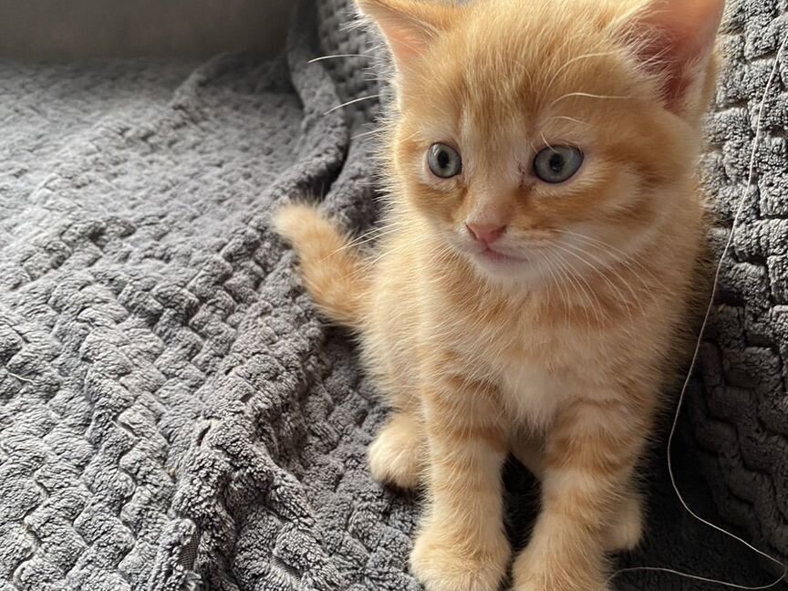 Котенок 1,5 м