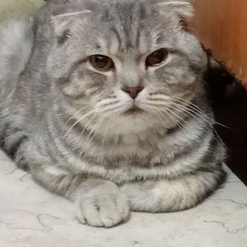 Шотландский вислоухий короткошёрстный, взрослый кот