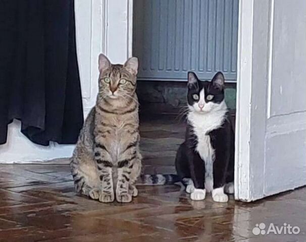 Мистер Киссингс в поисках дома