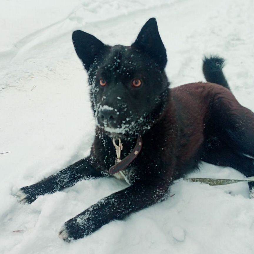 Очень хороший мальчик ищет дом