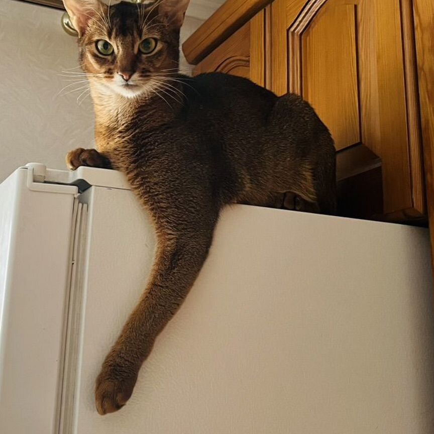 Абиссинская, взрослая кошка