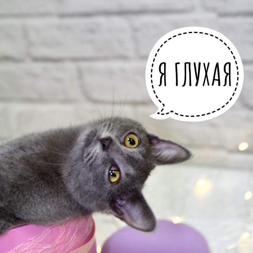 Особенный котенок