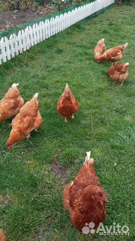 Куры несушки ломан браун