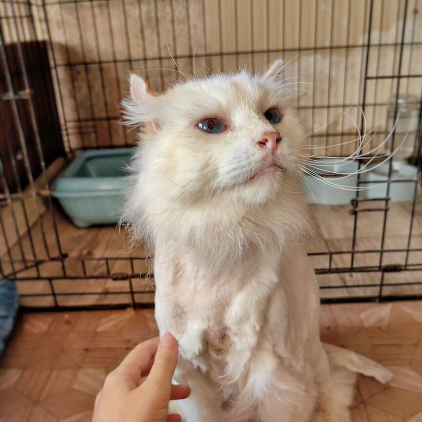 Кот бесплатно в добрые руки