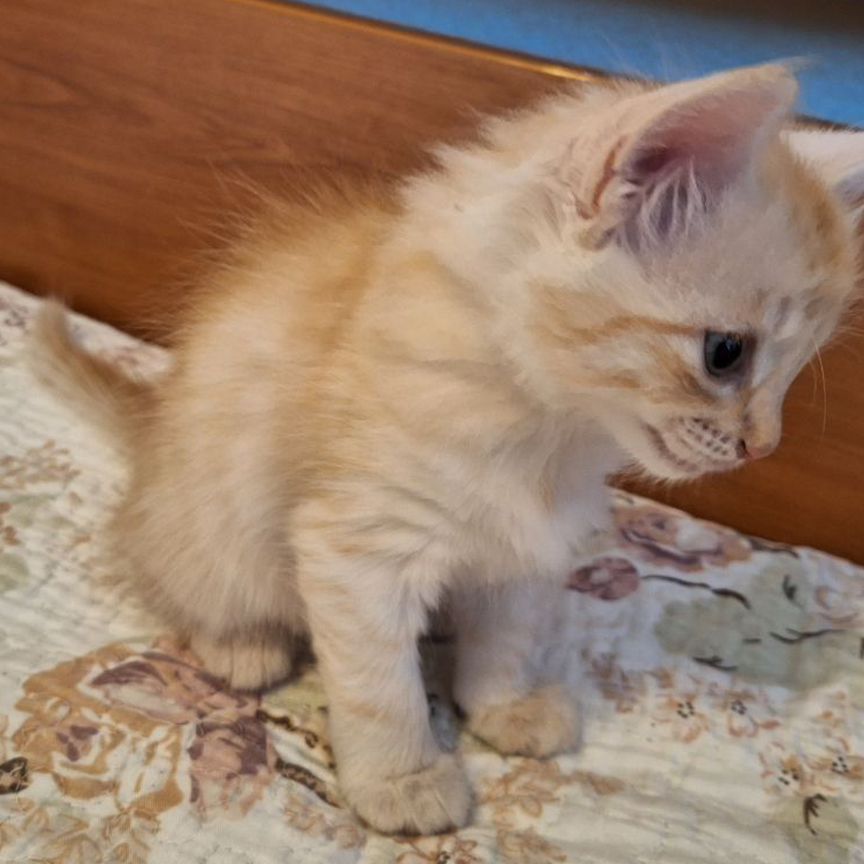 Три бело-рыжих котёнка, скорее всего, женского пол