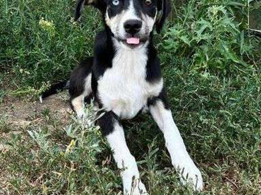 Щенки помесь с хаски в добрые руки