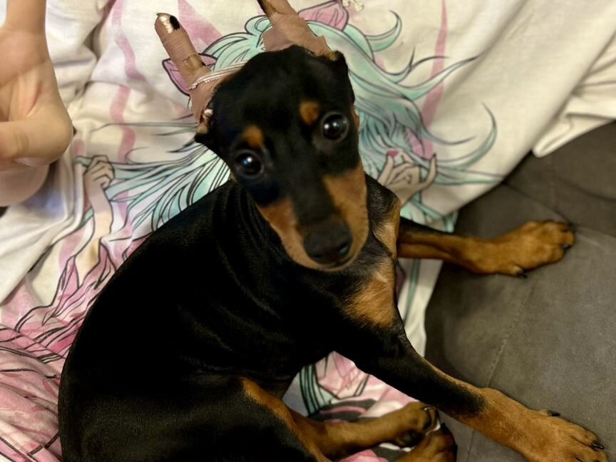 Немецкий пинчер