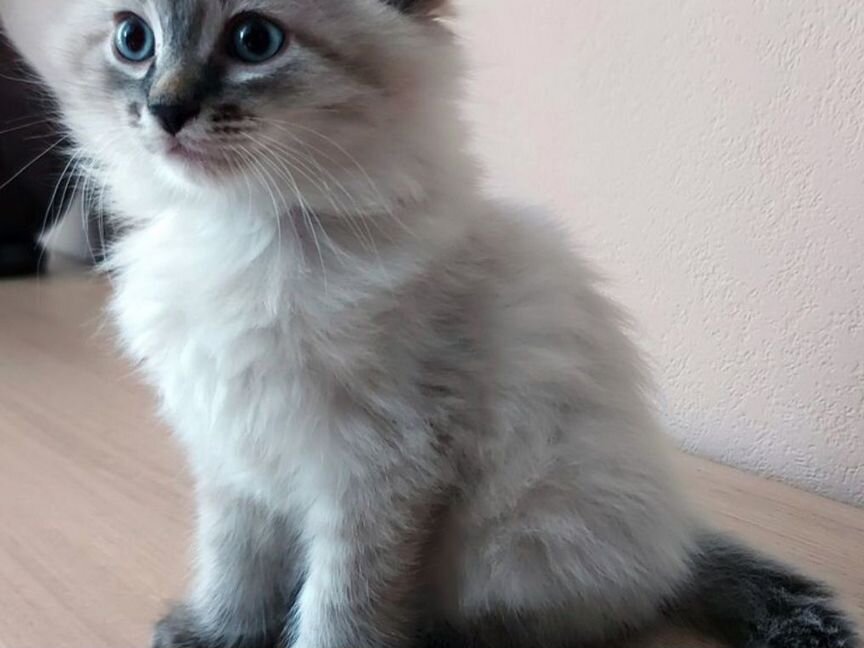 Невский маскарадный кот