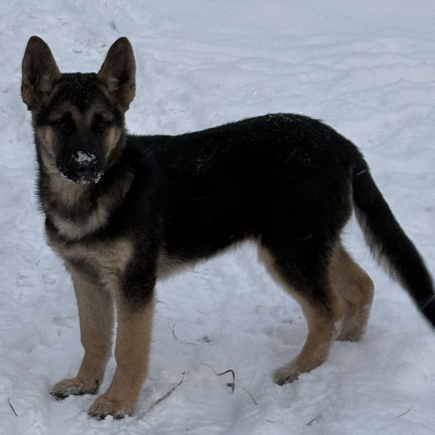 Восточноевропейская овчарка, щенок