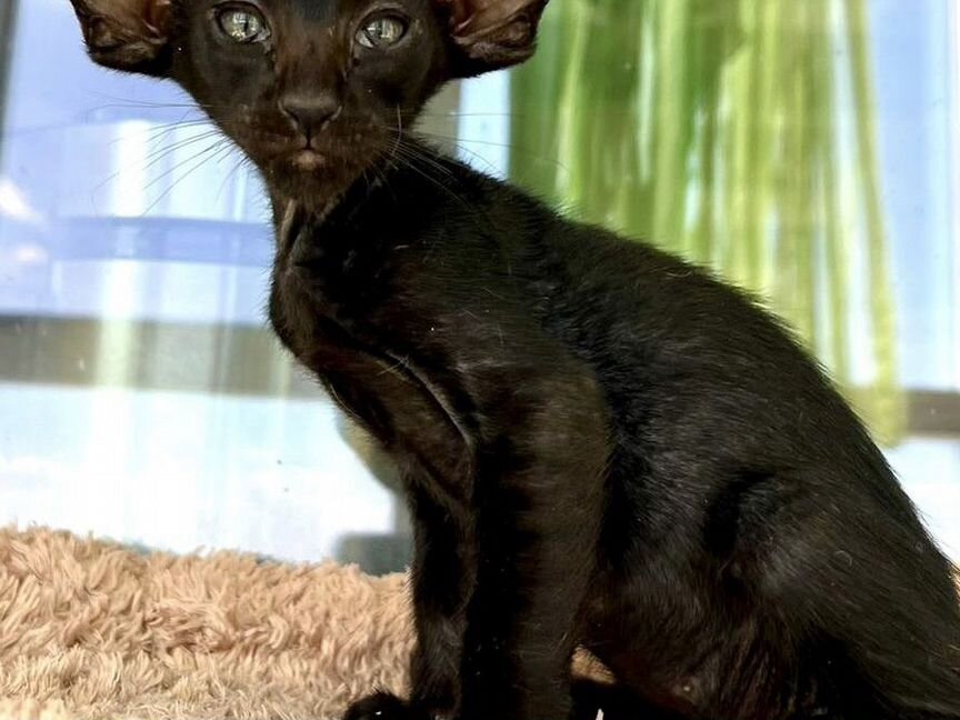 Ориентальные котята в эксрим типе и современном