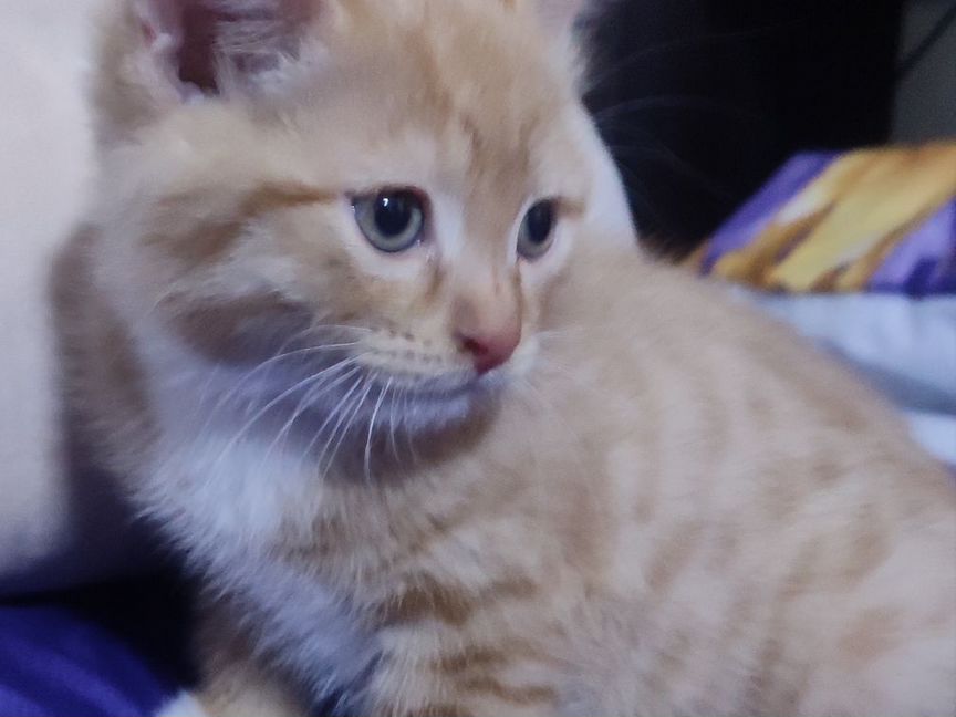 Рыжий котенок в добрые руки