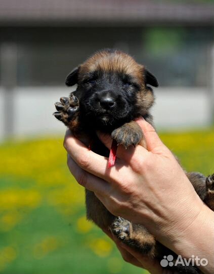 Щенки малинуа