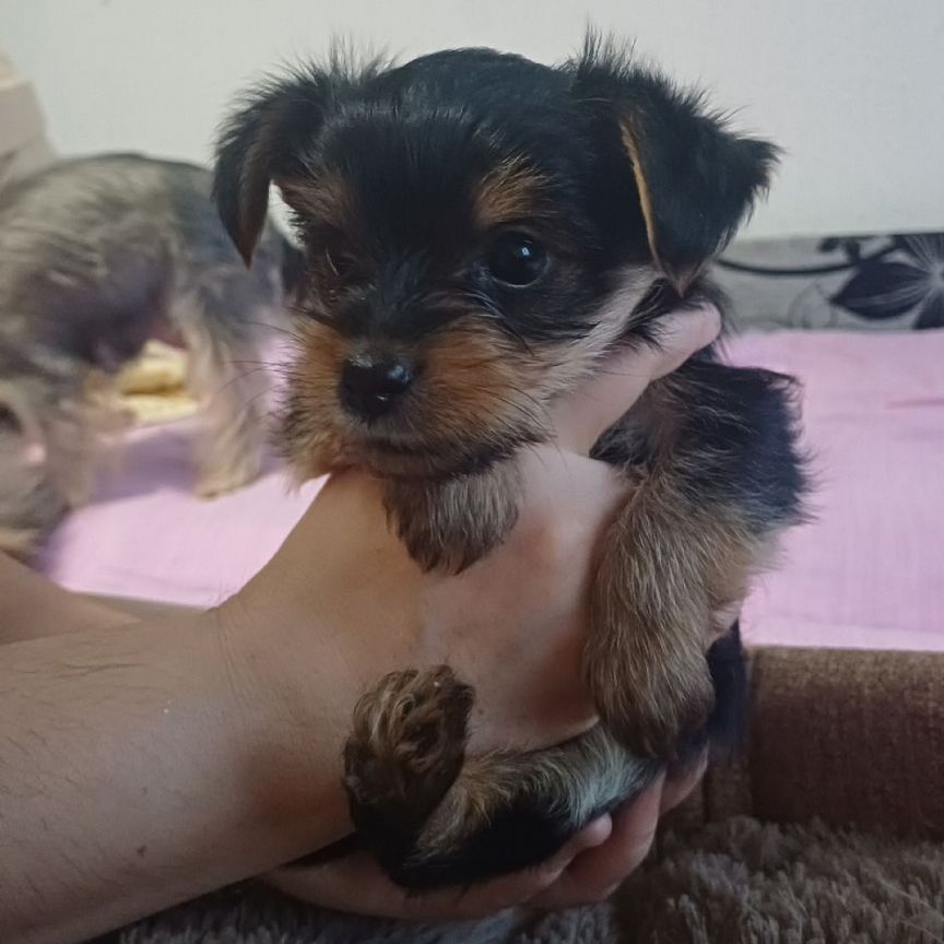 Йоркширский терьер, щенок