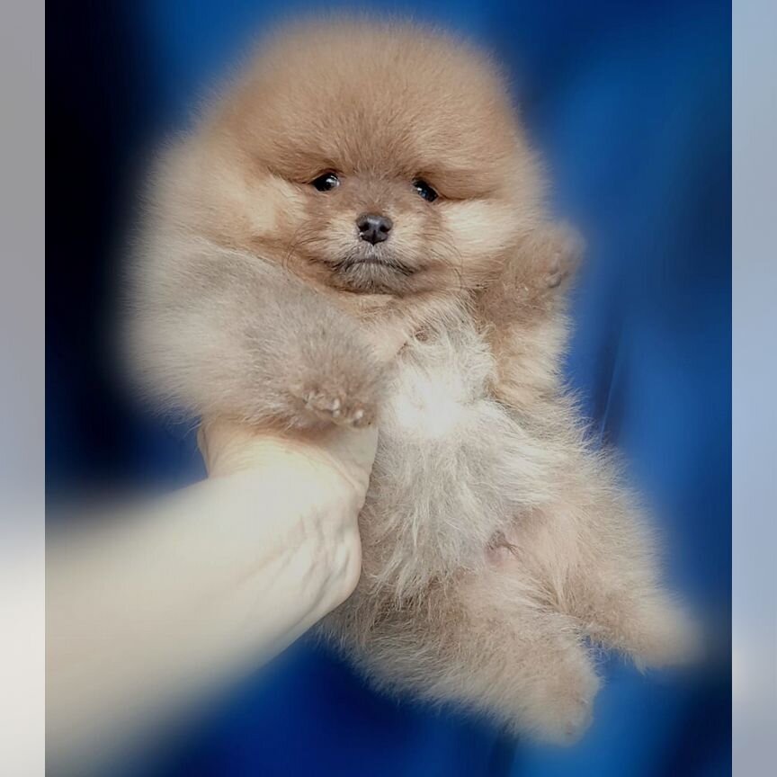 Померанский шпиц, щенок