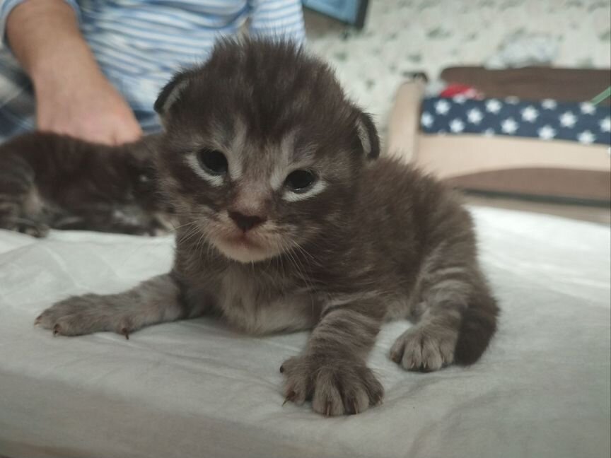 Котята мейн-кун