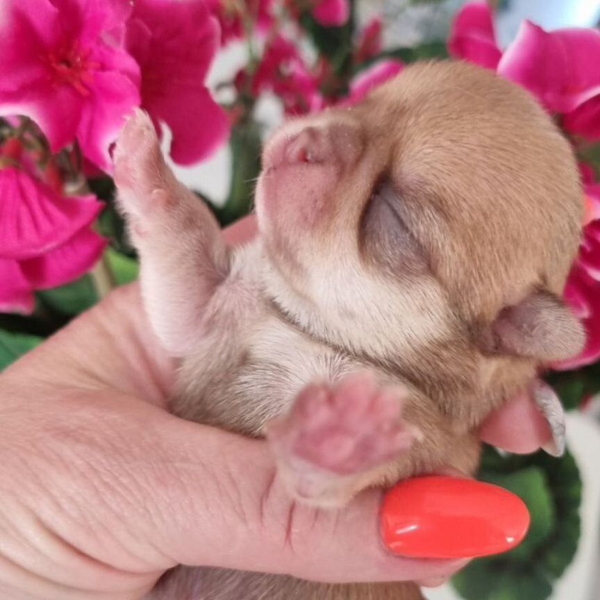 Кукольные пупсики неземной красоты