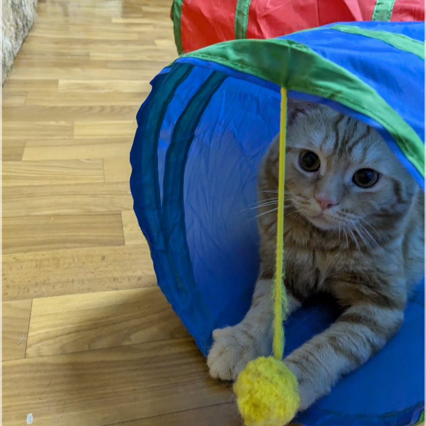 Молодой красивый котик