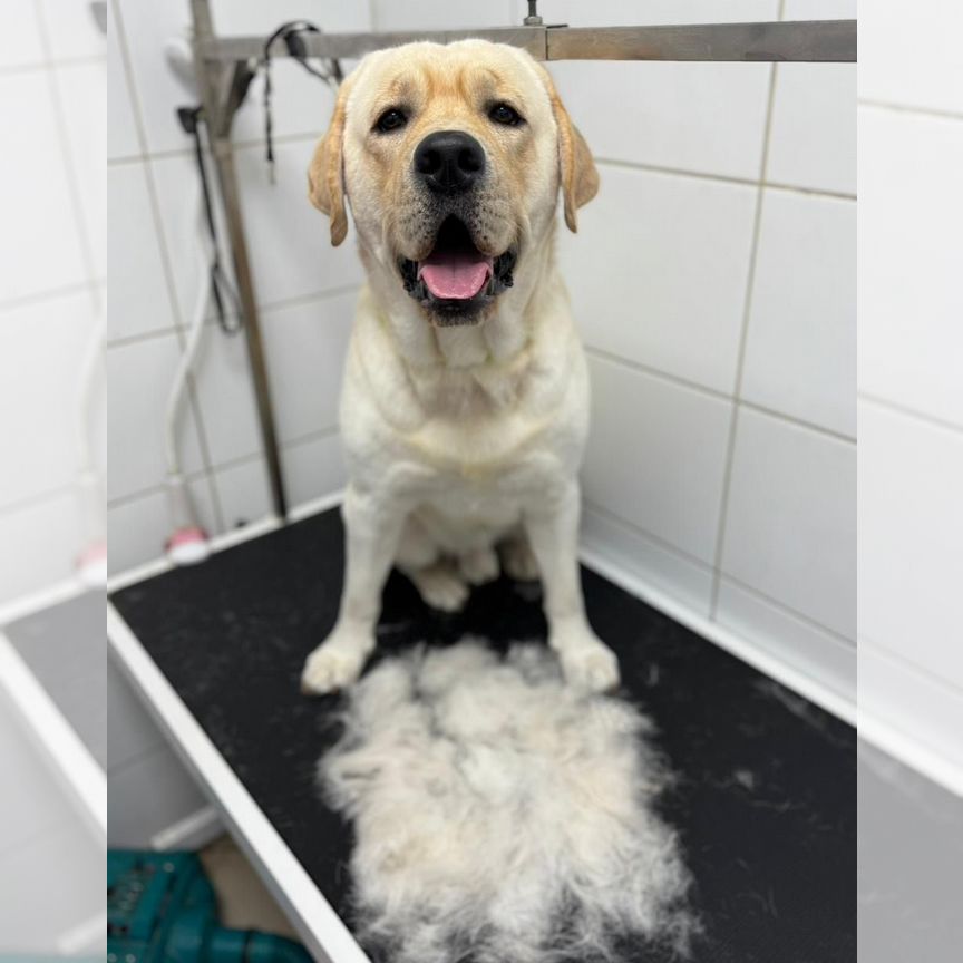 Случка с лабродор ретривер