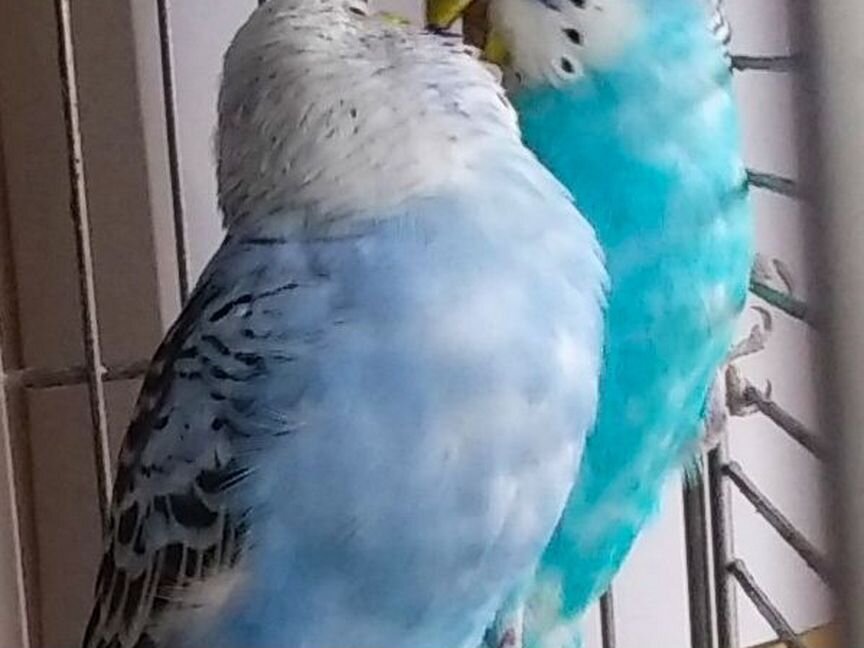 Попугаи. Влюбленная парочка