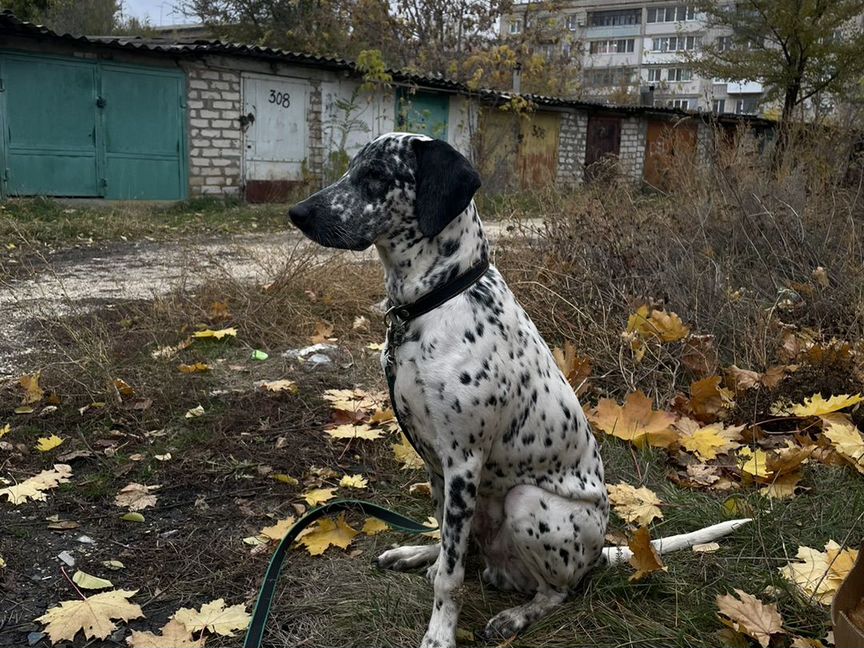 Собака(Далматин)