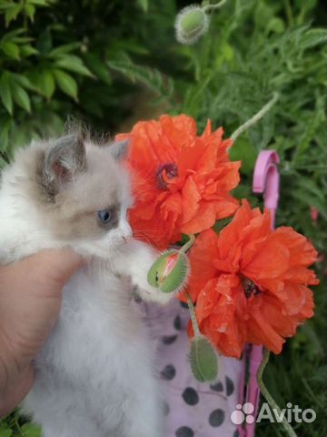 Мальчик рэгдольчик