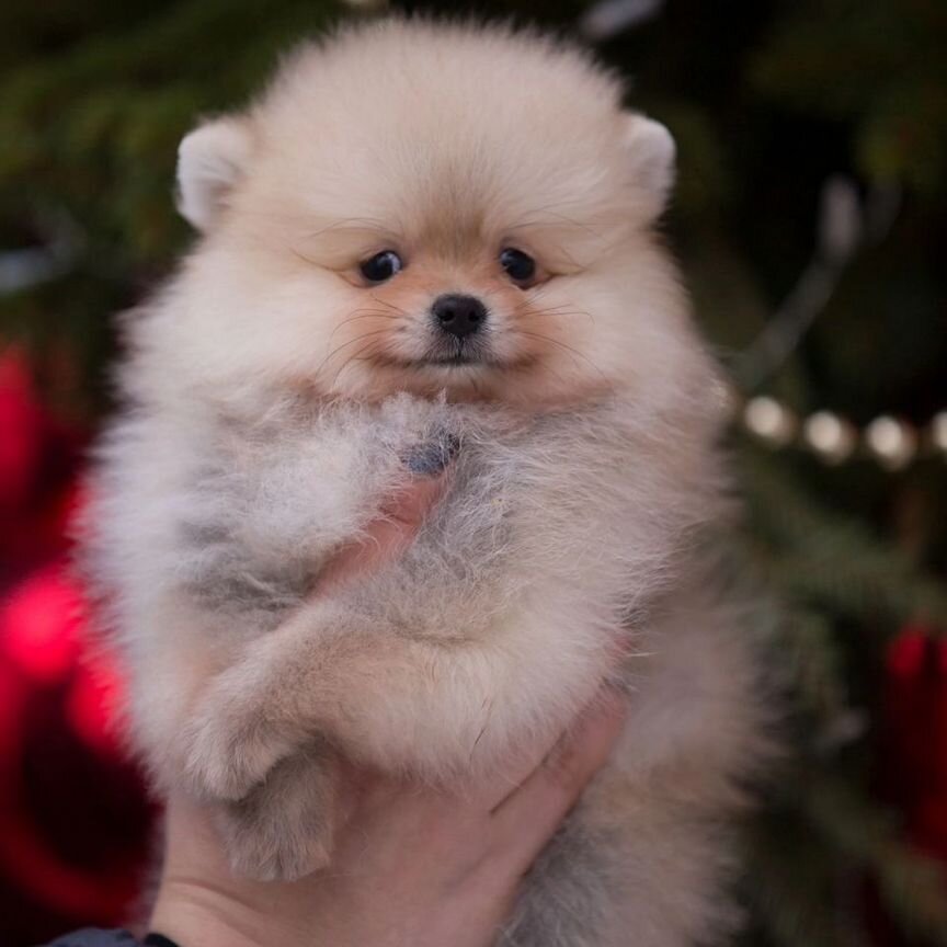 Померанский шпиц девочка