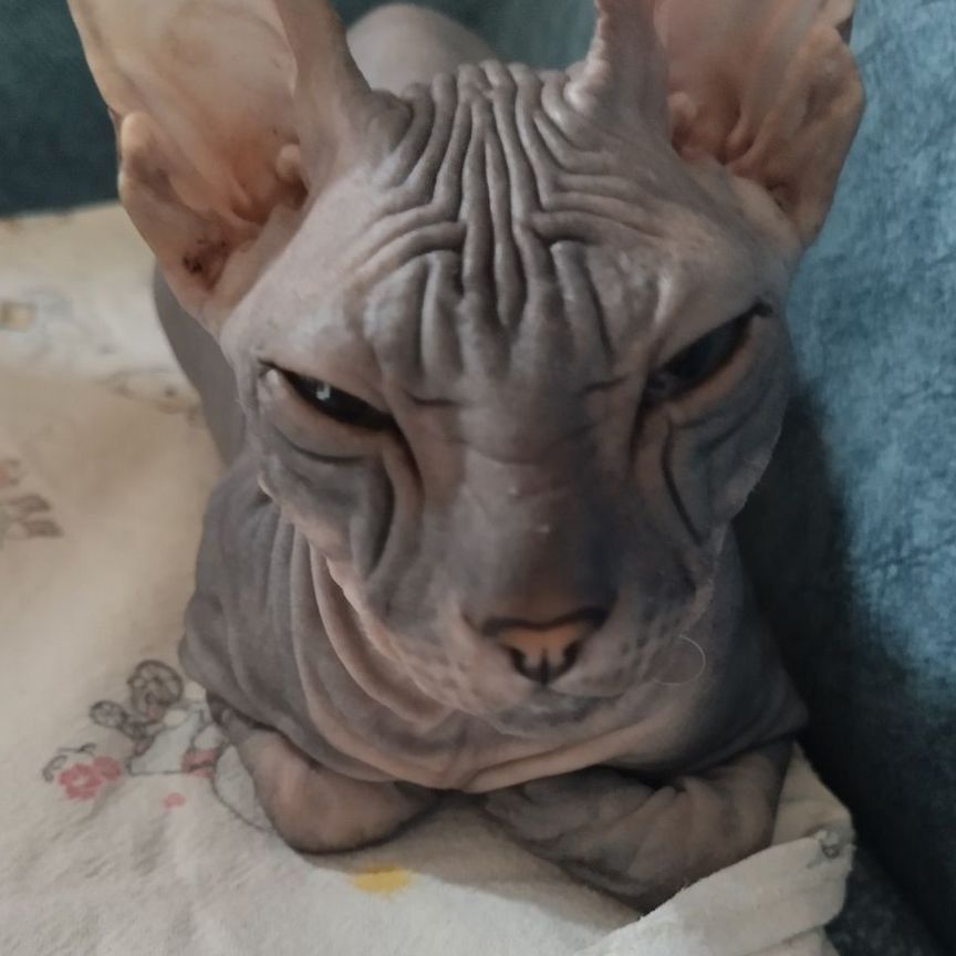 Донской сфинкс котёнок