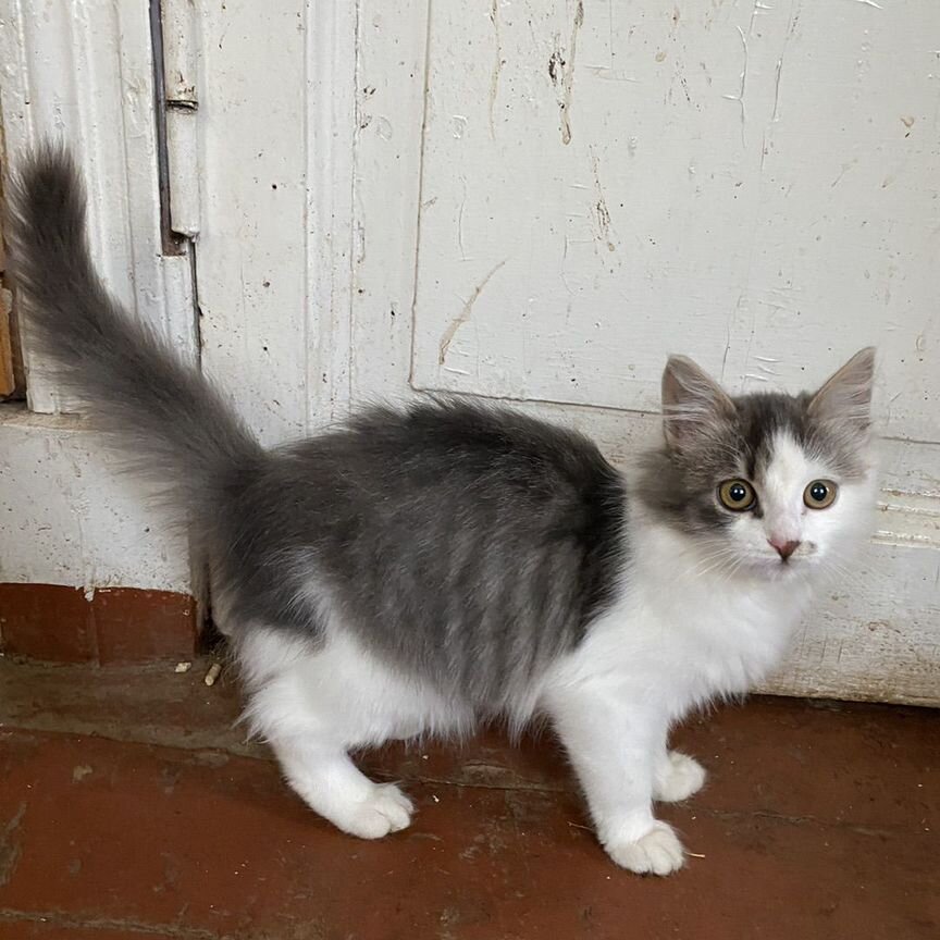 Котенок в добрые руки