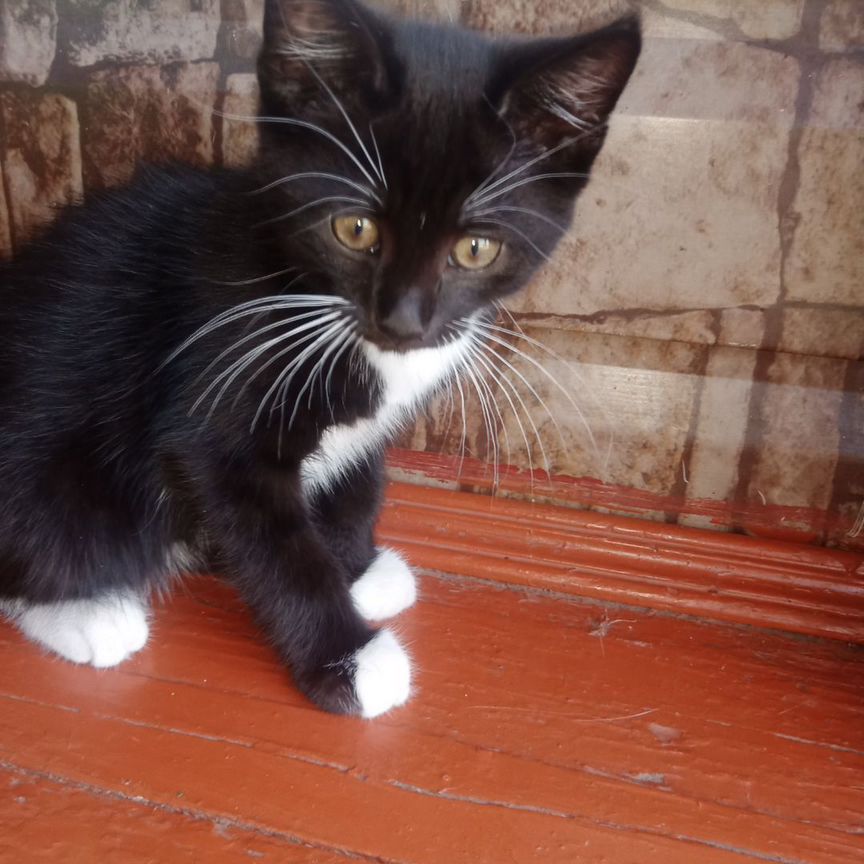 Котенок от сиамки в добрые руки