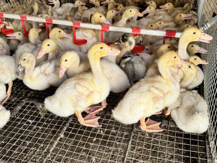 Утята подрощенные 3х и 4х недельные