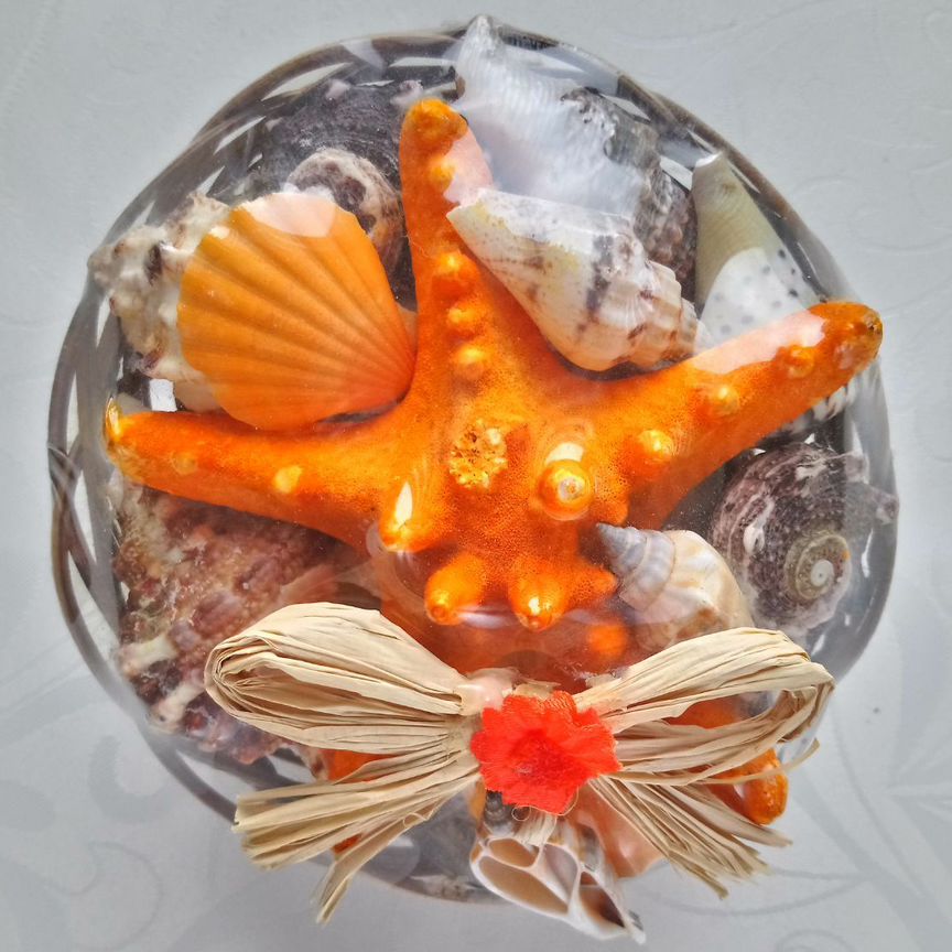 Набор морских ракушек