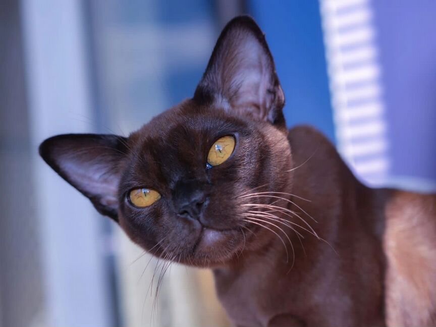 Бурманские котята питомник