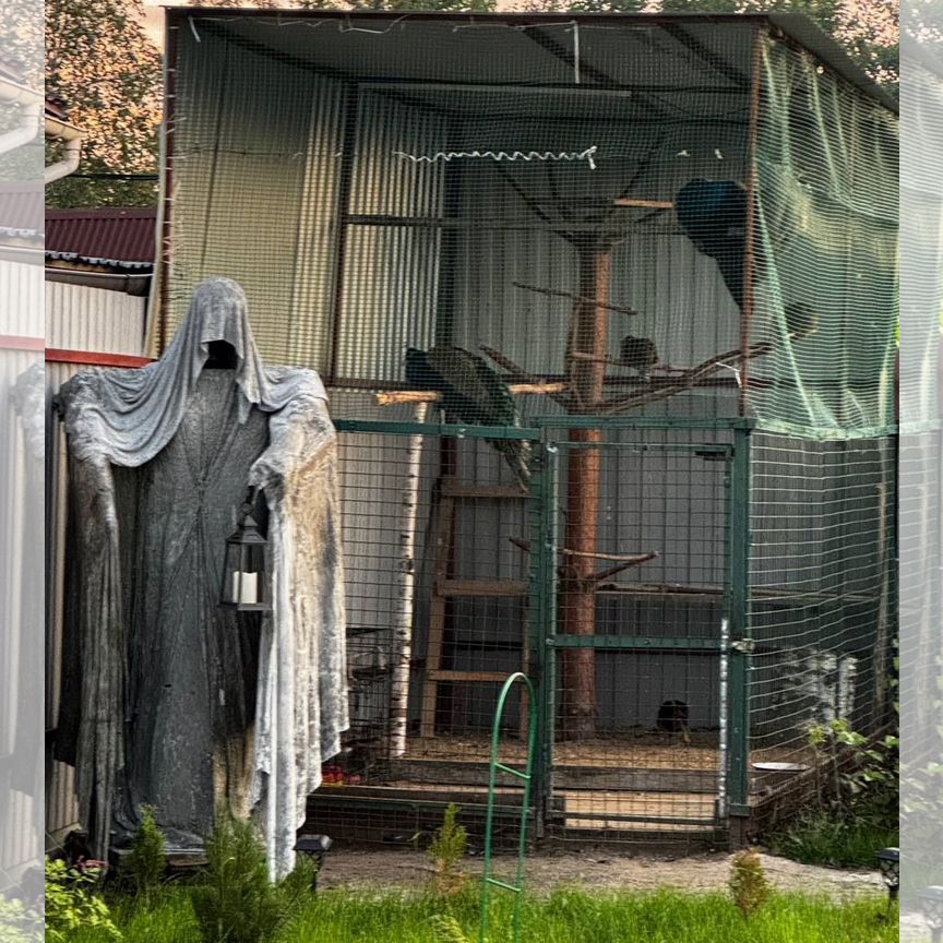 Павлины продажа