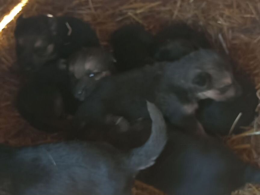 Овчерята 31.08.23 4 девочки 2 мальчика