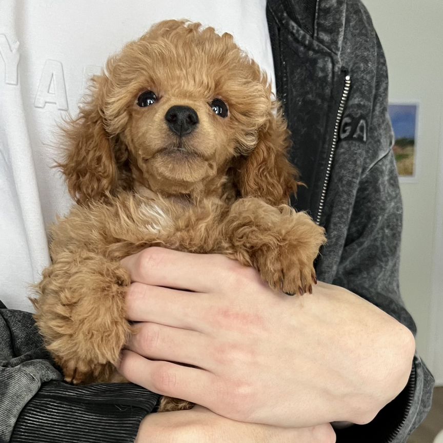 Той-пудель, щенок