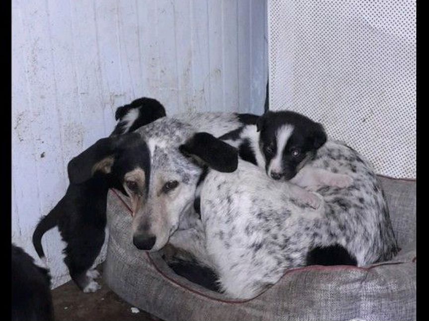 Собака в добрые руки