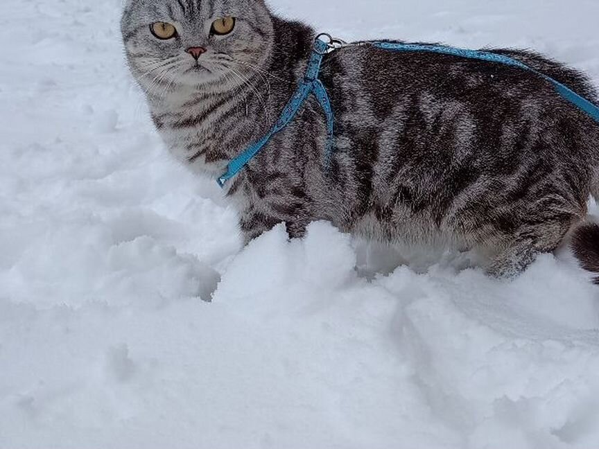 Британский шиншилла кот вязка