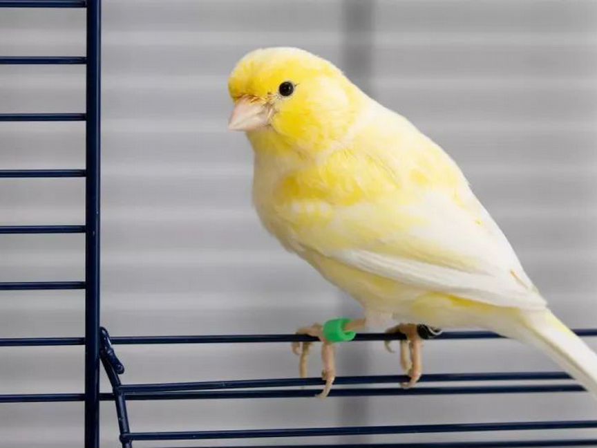 Кенара и канарейки