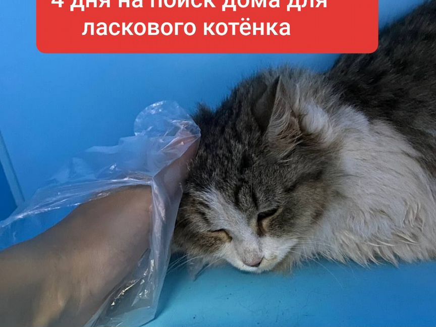 Всего 4 дня на поиск дома для ласкового котёнка