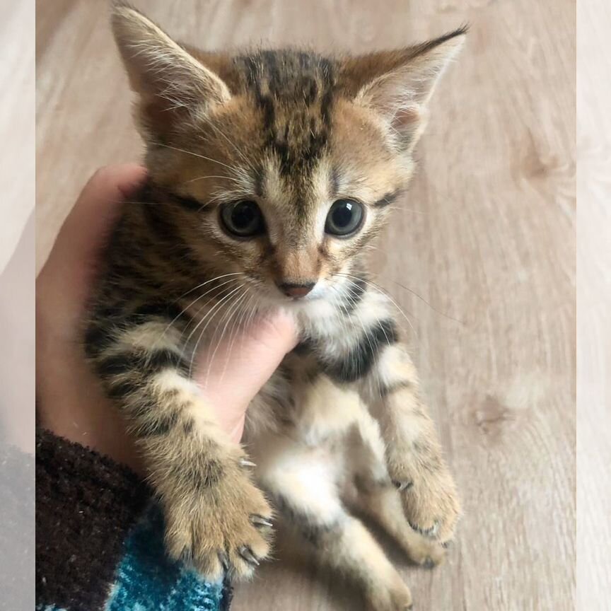 Бенгальские котята. Отдам в хорошие руки