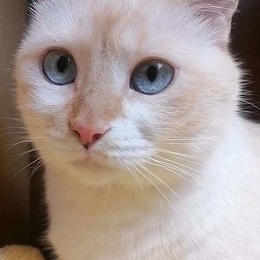Тайская