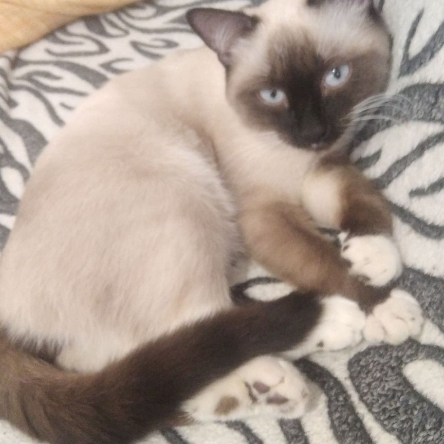 Кот бесплатно