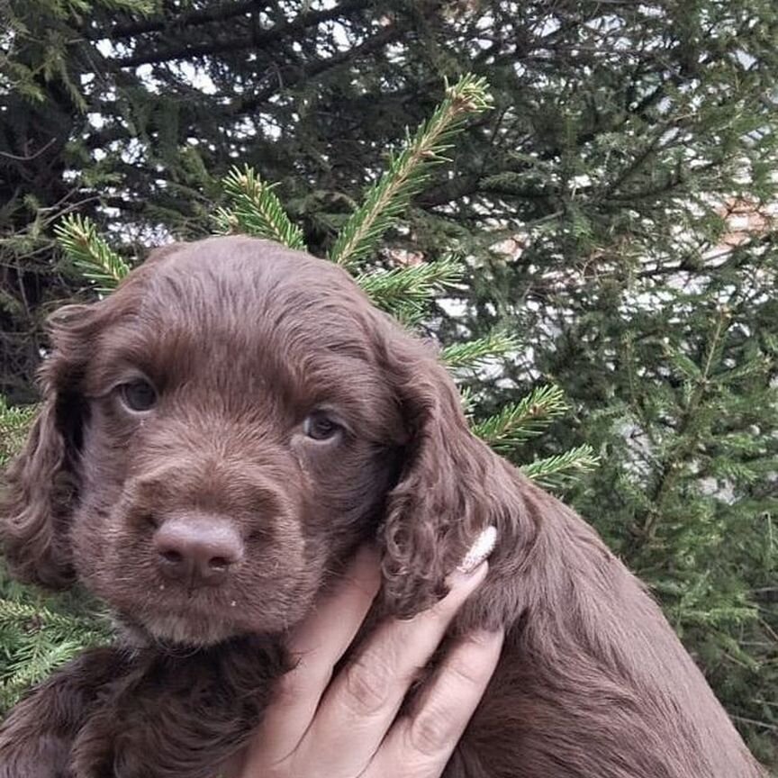 Спаниель щенки