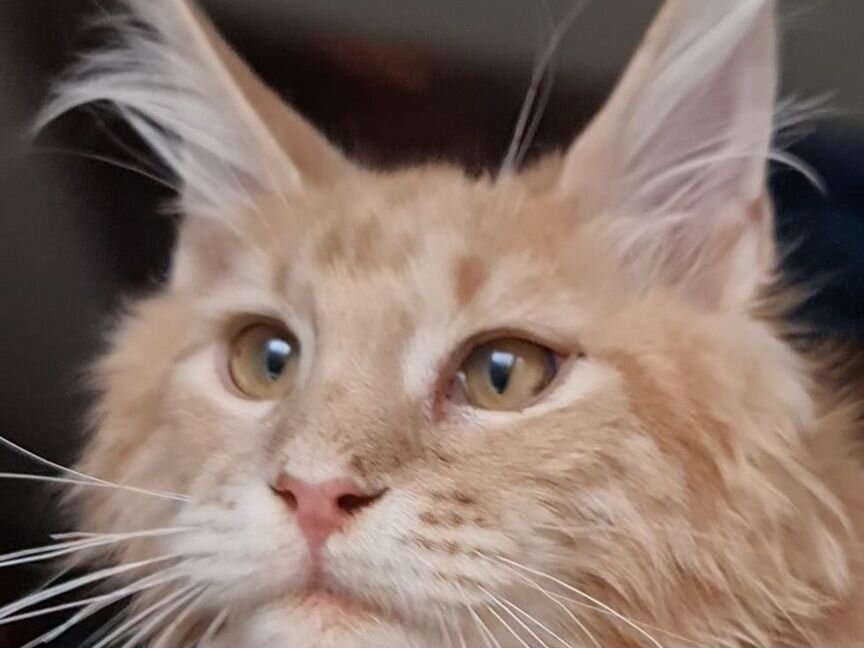 Котенок мэйнкун котик