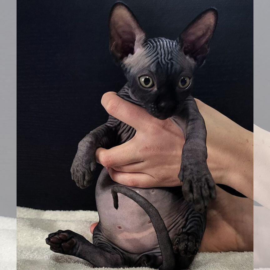 Канадский сфинкс котенок